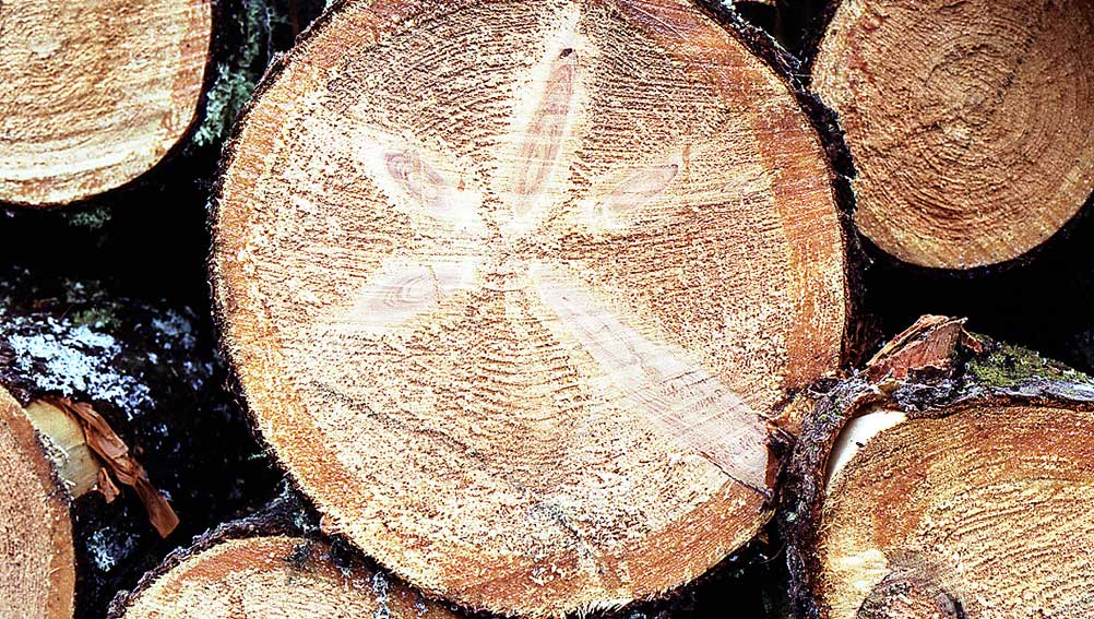 Eastern White Pine – MK Enterprises