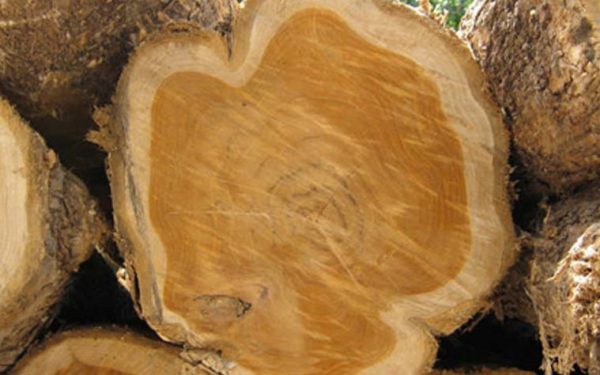 Yellow Meranti – MK Enterprises